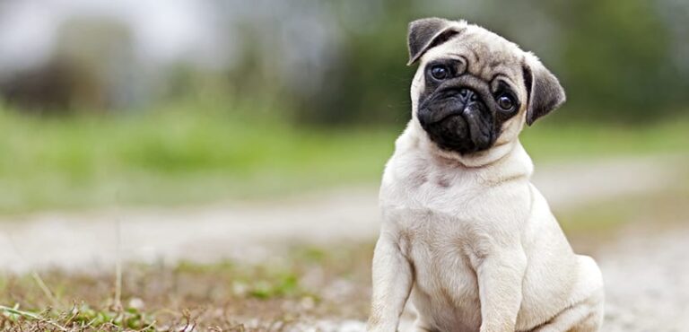 Physical characteristics of pug - Swipnews